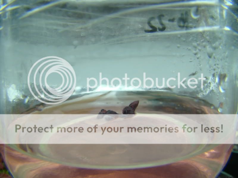 Callus or contamination... - FlyTrapCare Forums